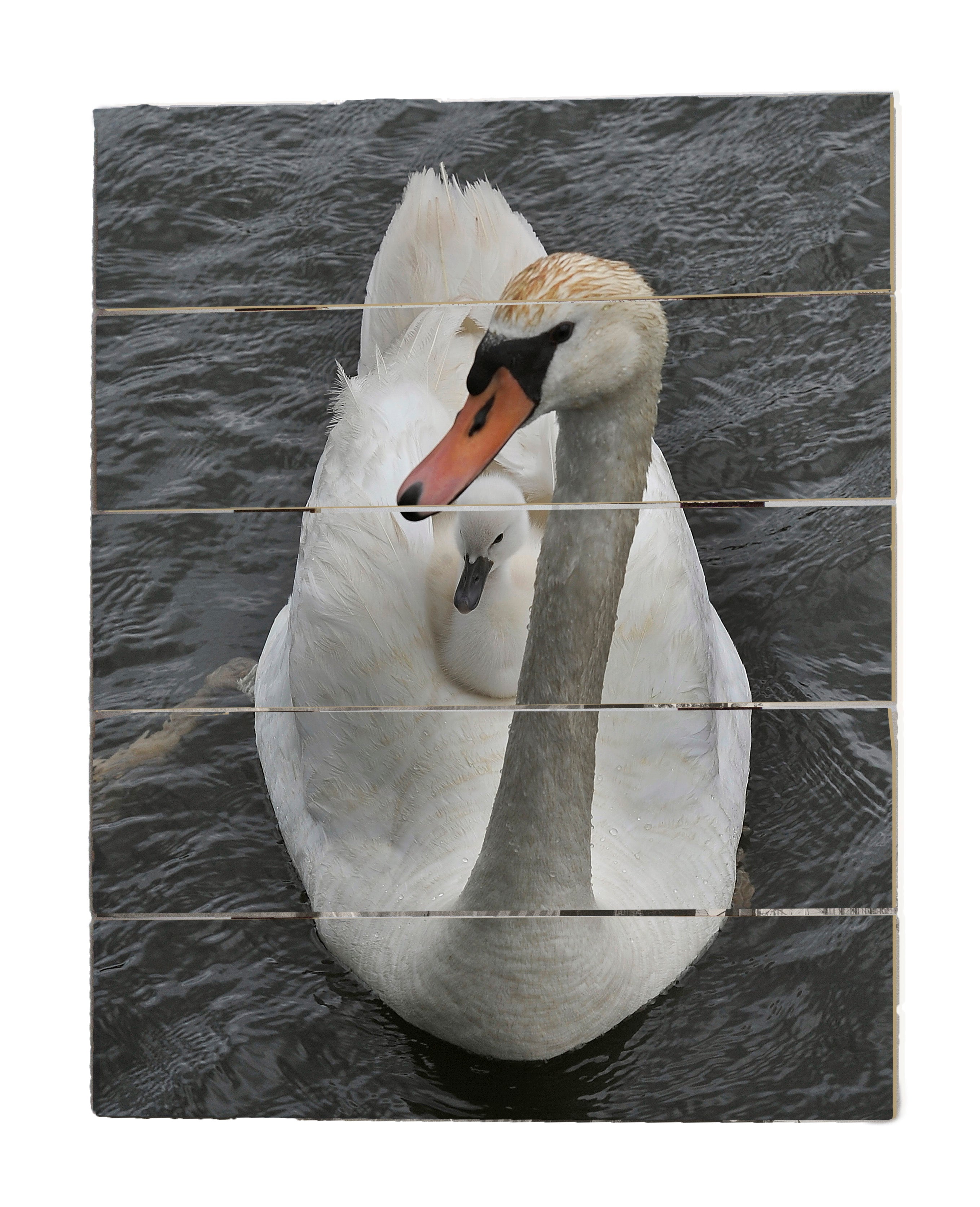 PALLET WOOD - MICHIGAN SWAN WITH CYGNET – Detroit News Photography